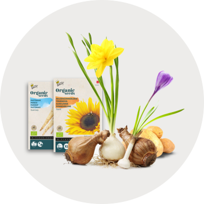 Hebe planter | Guide til pasning og pleje af hebe (5 trin)