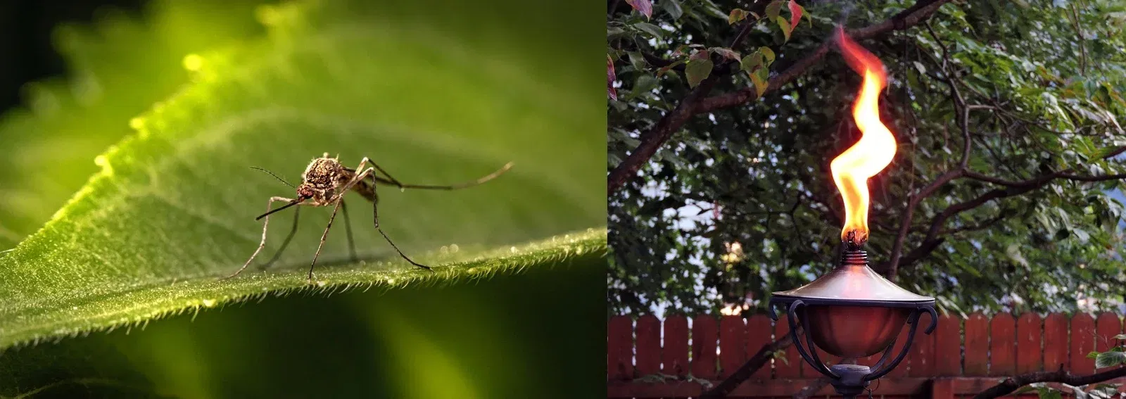 Stor guide: Krydderurter mod myg, insekter, fluer og katte